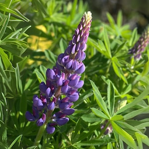 Lupinus Latifolius (broadleaf Lupine) Seeds - Fast Growing,drought ...
