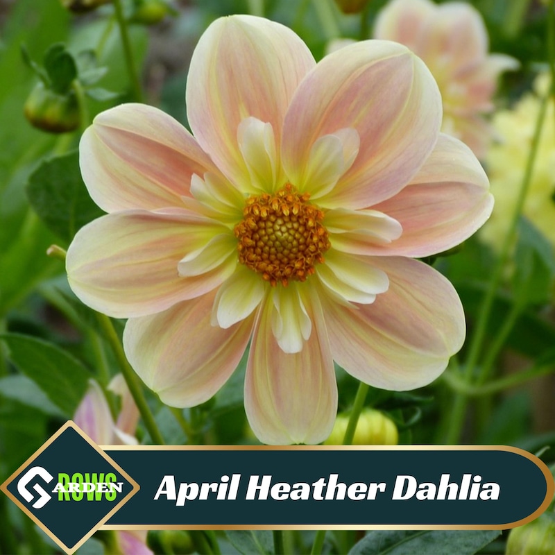 Heather Seeds - Etsy