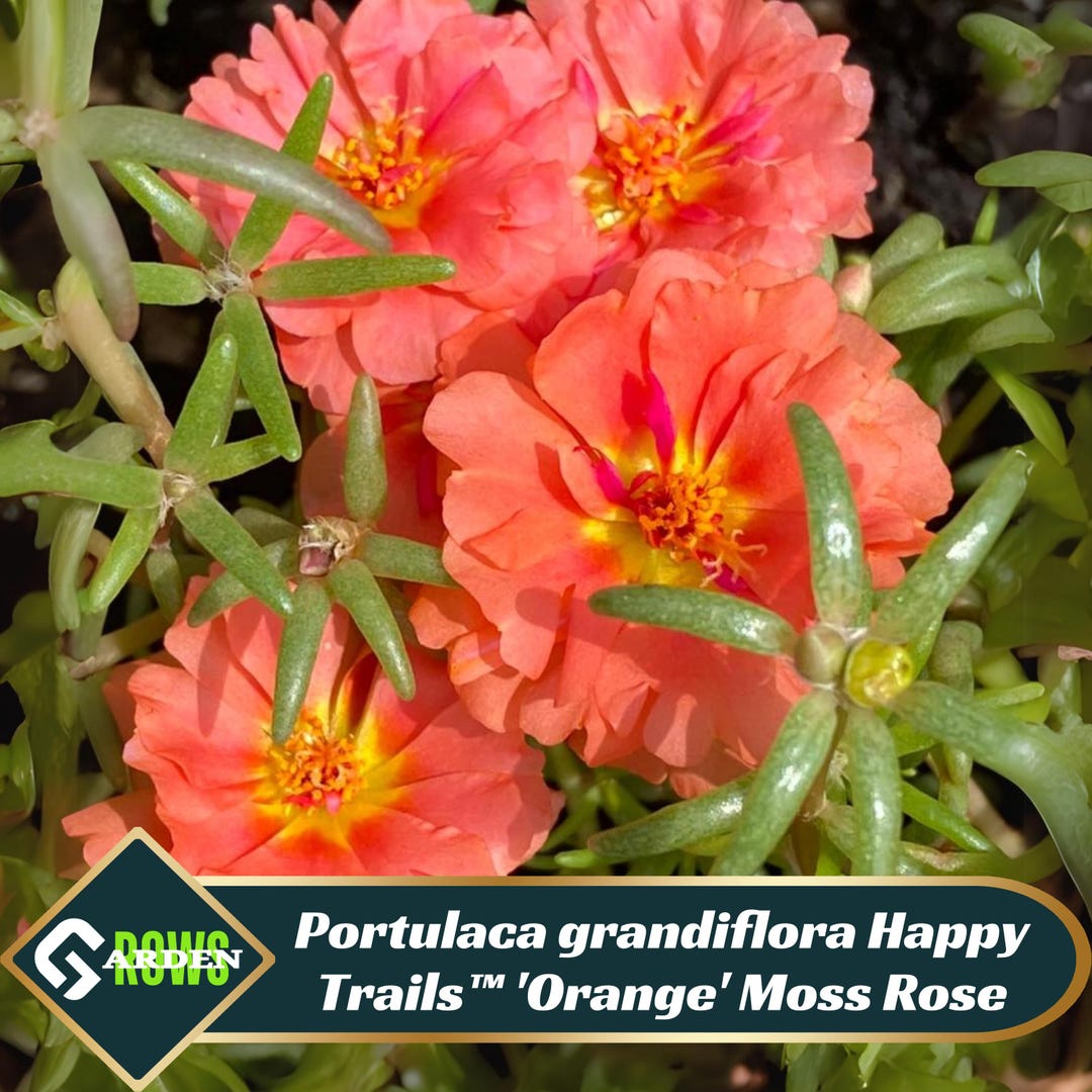 Portulaca Grandiflora Happy Trails™ 'orange' Moss Rose Seeds -low ...