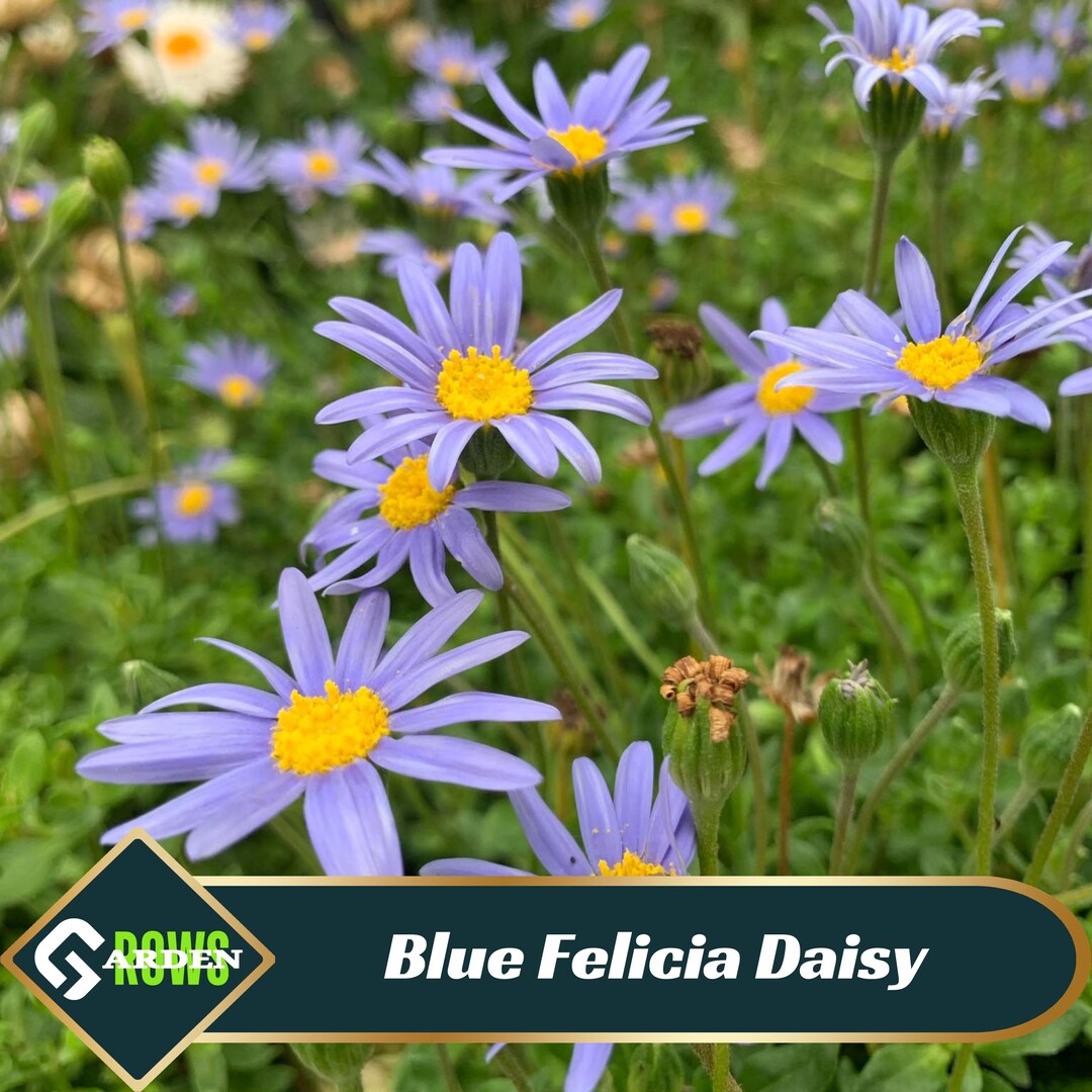 Blue Felicia Daisy - Cold Resistant - Open-pollinating - Air Purifying ...