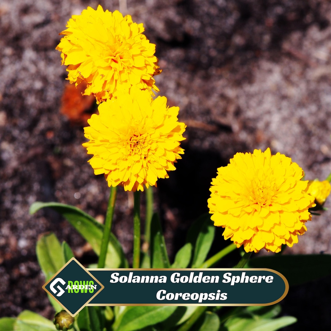 Solanna Golden Sphere Coreopsis Seeds - Bright Yellow Blooms - Long ...