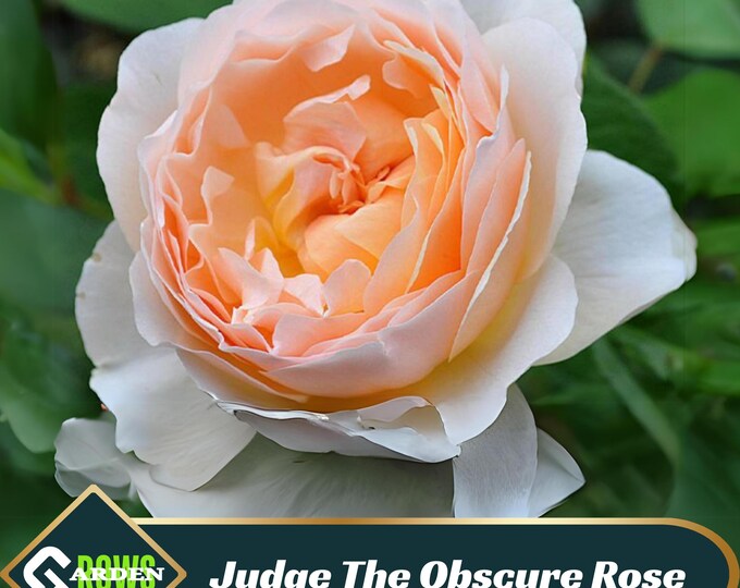 Rose “washitsu/mon Amour” 和室 Japanese Rose Live Shrub Plant, 2 Gallon ...