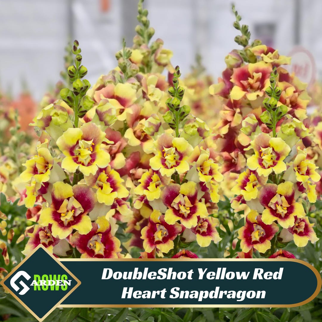 Doubleshot Yellow Red Heart Snapdragon Seeds - Potted - Attracts ...
