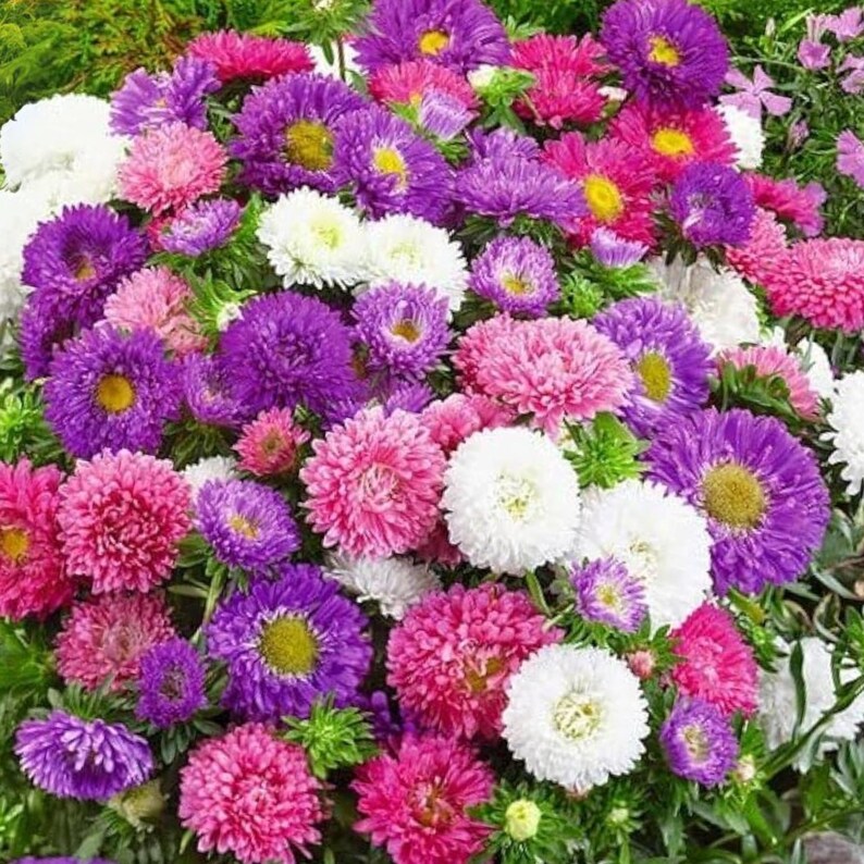 Powderpuff Mix - Aster Seeds - Showy Blooms - Soft Yellow Flowers ...