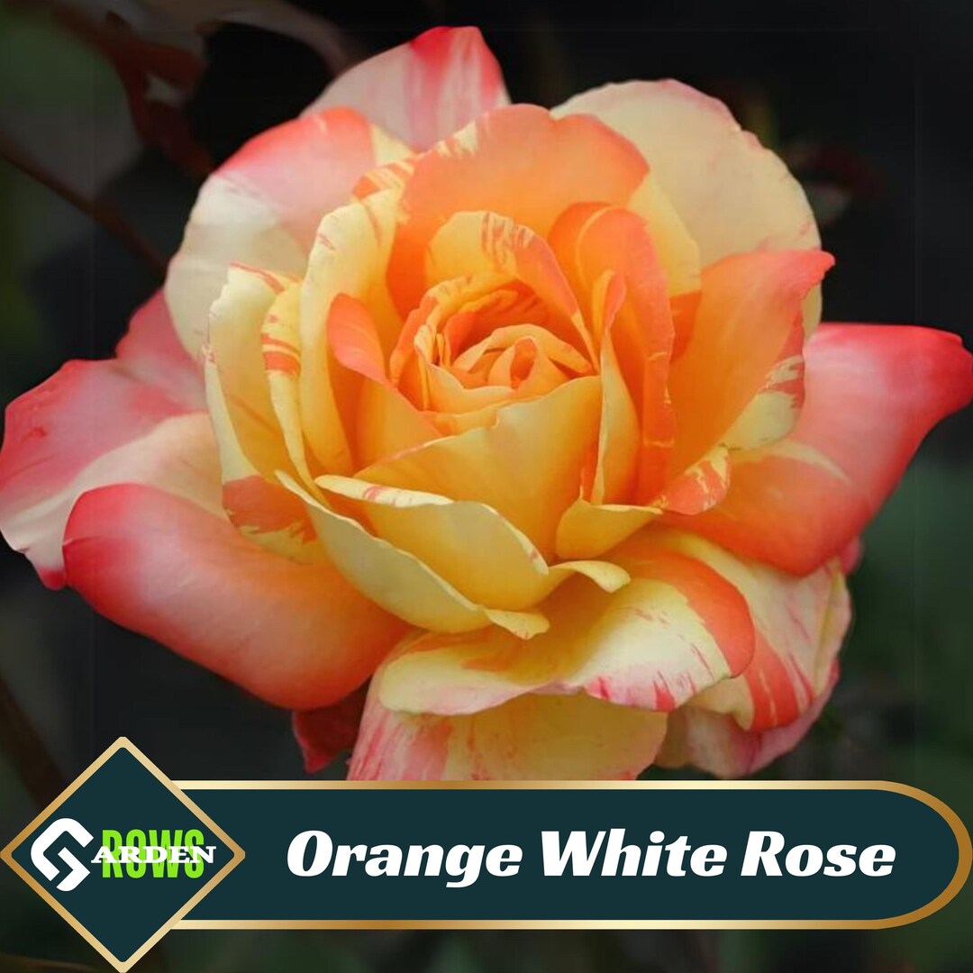 Orange White Rose - Perennial - Cross-pollinating -cold Resistant ...