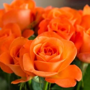 Orange Hybrid Tea Rose Seeds - Non-gmo Perennial Flower - Etsy