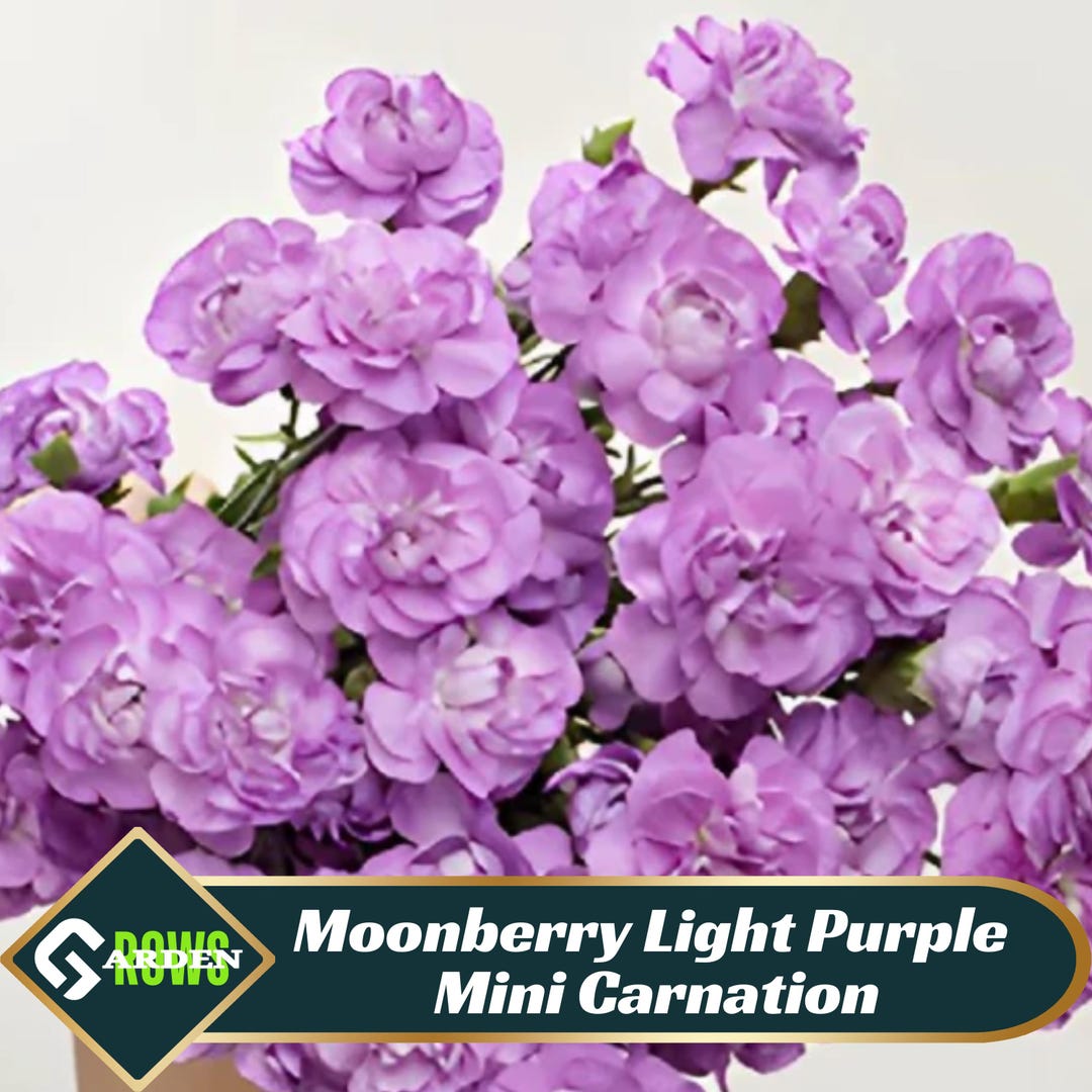 Moonberry Light Purple Mini Carnation Seeds- Dianthus Seeds - Open ...