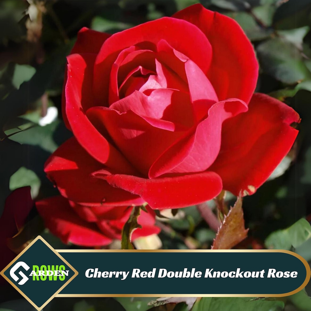 Cherry Red Double Knockout Rose Seeds - Perennial - Cross-pollinating ...