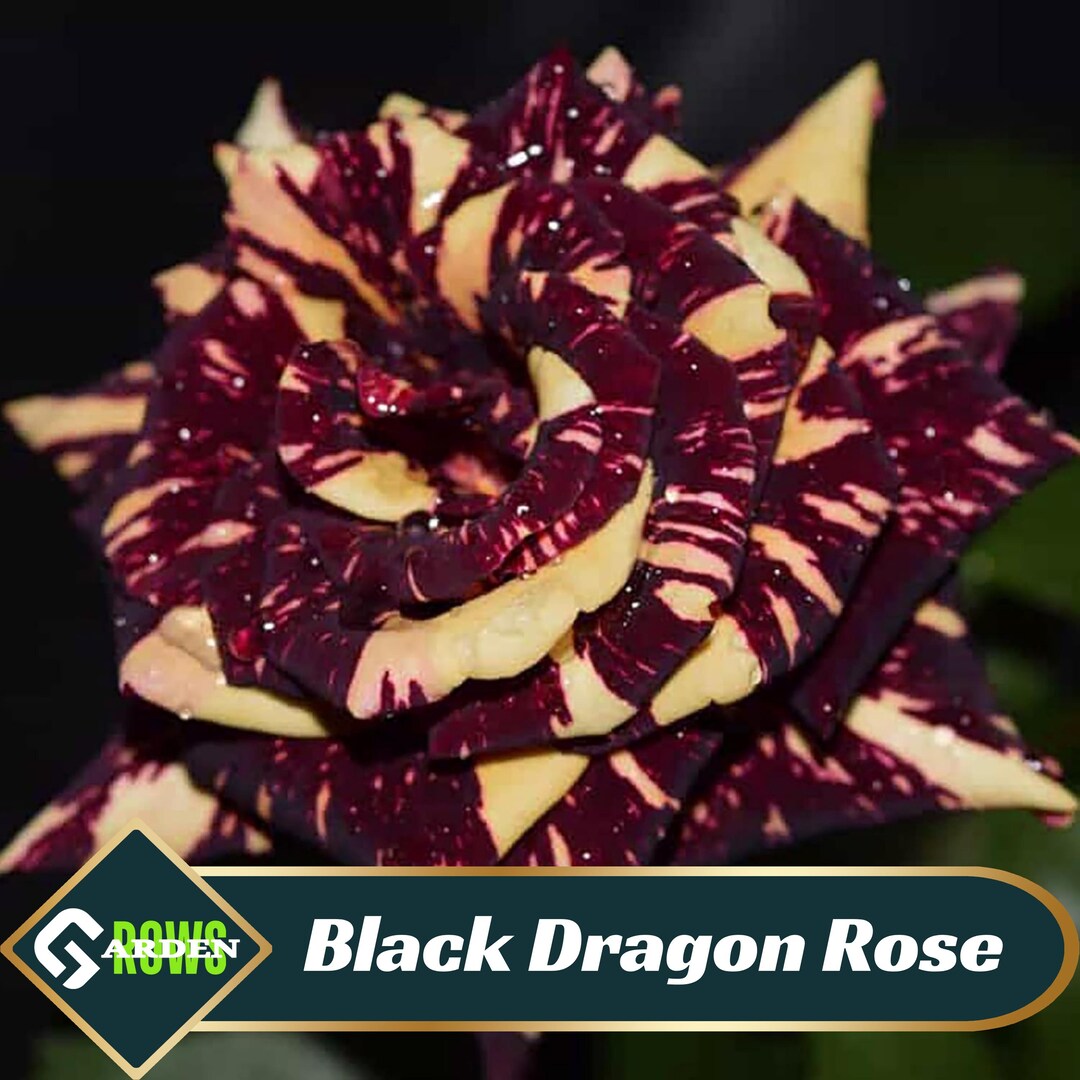Black Dragon Rose - Perennial - Cross-pollinating -cold Resistant ...