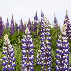Lupinus Nanus (sky Lupine) Seeds - Fast Growing - Drought Tolerant ...