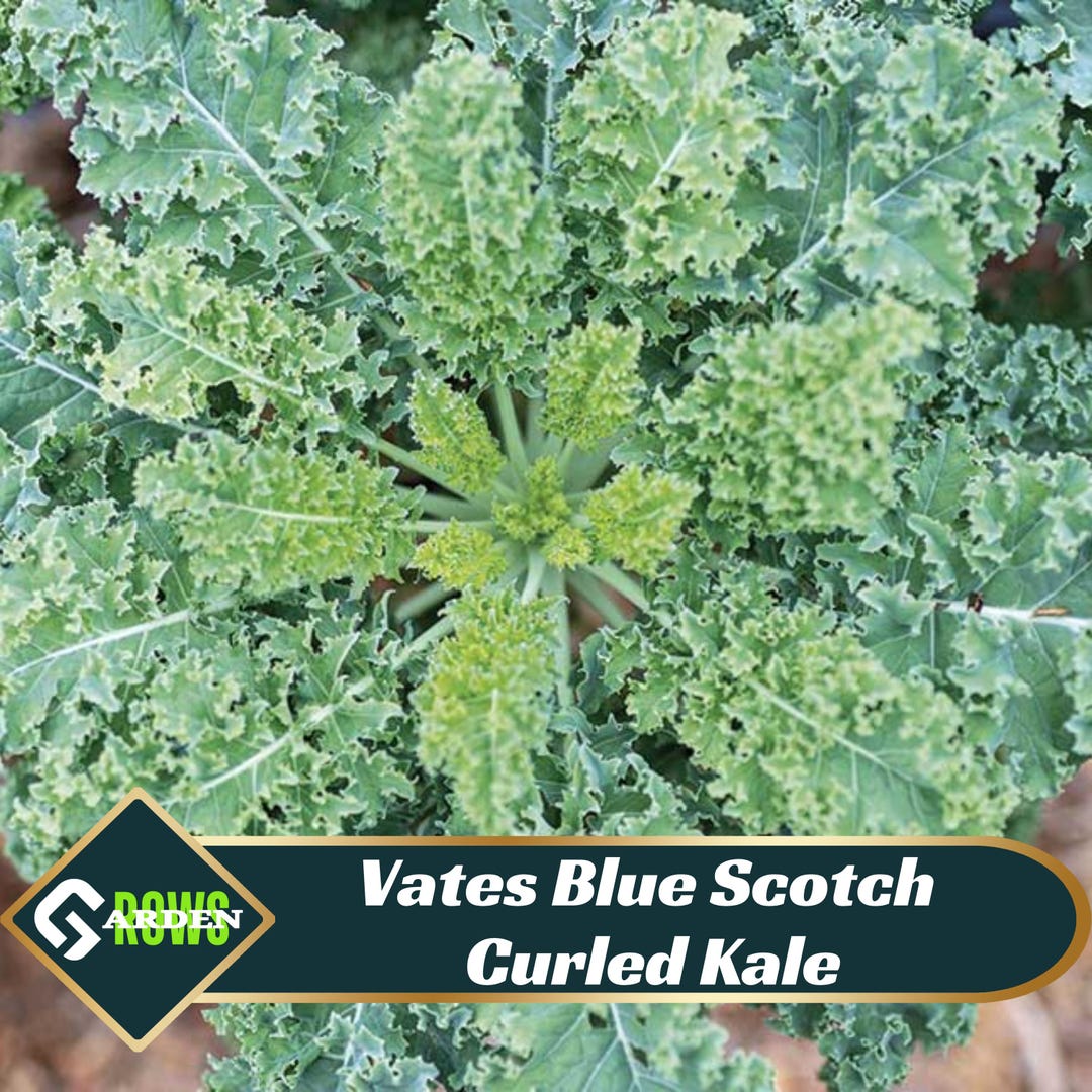 Vates Blue Scotch Curled Kale Seeds - Cold Tolerant - Nutrient Dense ...