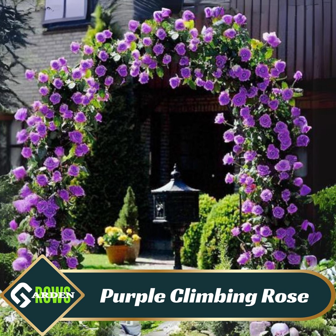 Purple Climbing Rose Seeds - Perennial - Cross-pollinating - Cold ...
