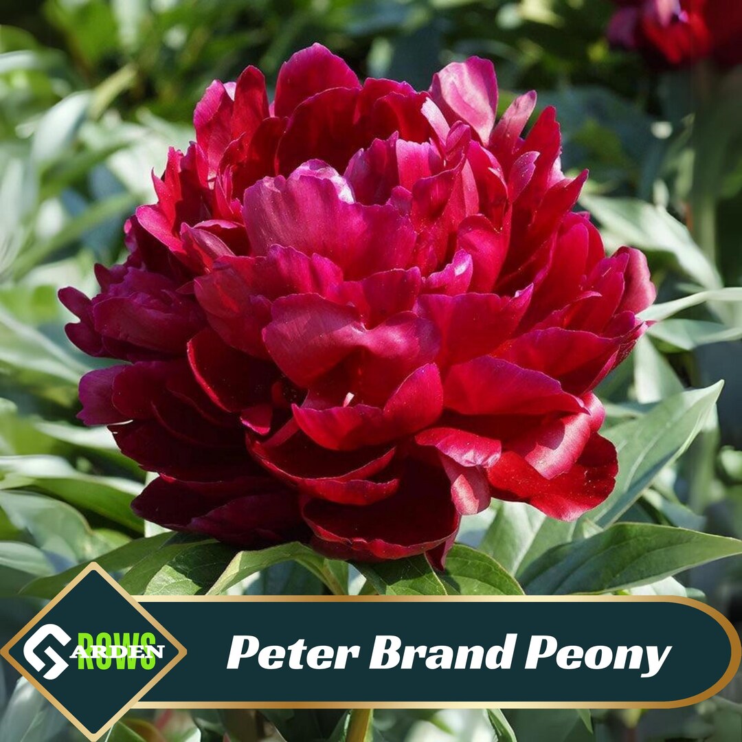 Peter Brand Peony Seeds - Showy Blooms, Fragrant, Long-lived, Attracts ...