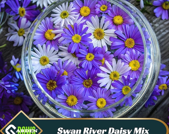 English Daisy Double Flower Mix Seeds - Authentic Seeds - Cold ...