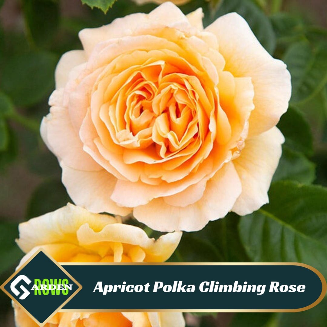 Apricot Polka Climbing Rose - Perennial - Cross-pollinating -cold ...