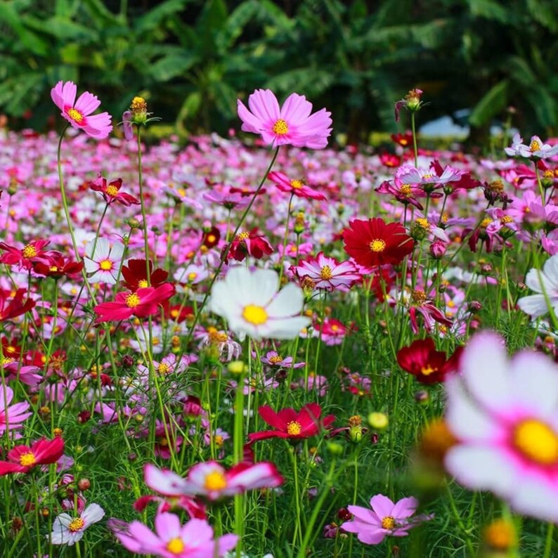 Crazy Mix Cosmos Seeds - Non-gmo, Easy Grow - Etsy