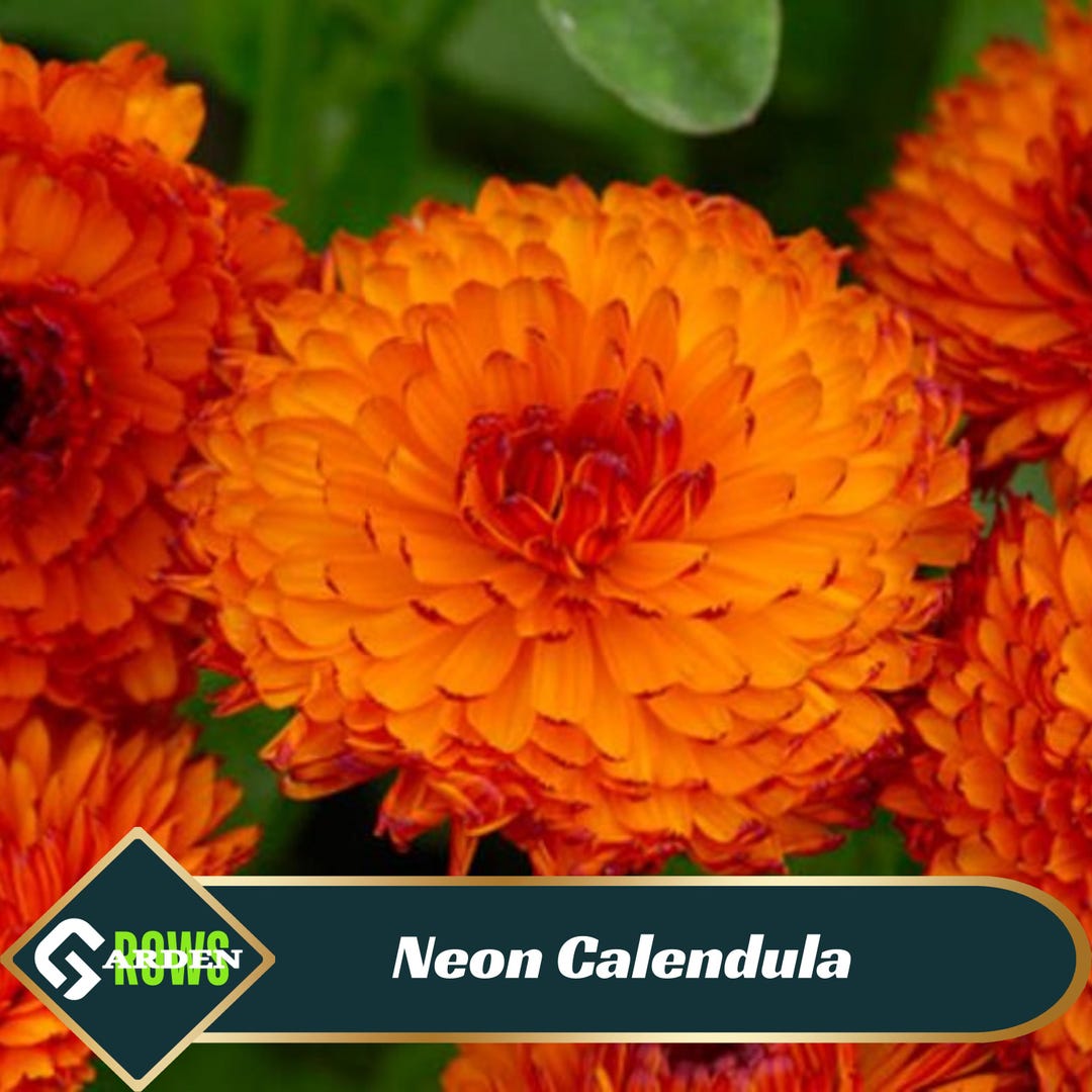 Neon Calendula - Edible -cold Resistant -open-pollinating -fast Growing ...