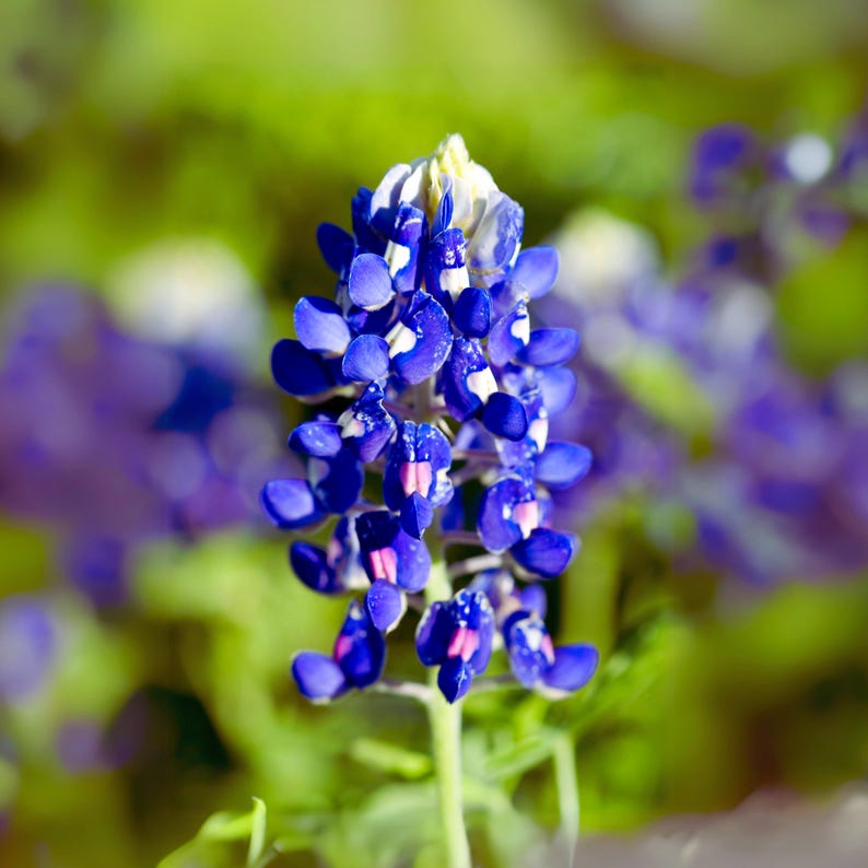 Lupinus Havardii (big Bend Bluebonnet) Seeds - Drought Tolerant ...