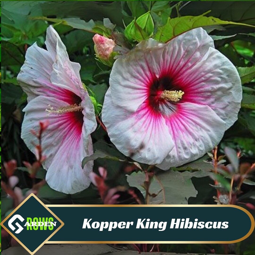 Kopper King Hibiscus Seeds - Cold Resistant, Fast Growing, Attracts ...
