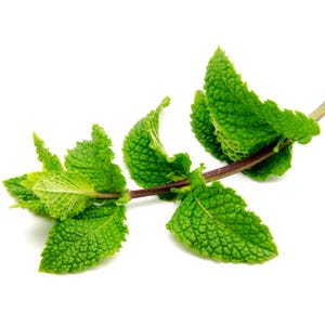 Spearmint (mentha Spicata) Seeds - Perennial - Edible, Fragrant, Fast ...