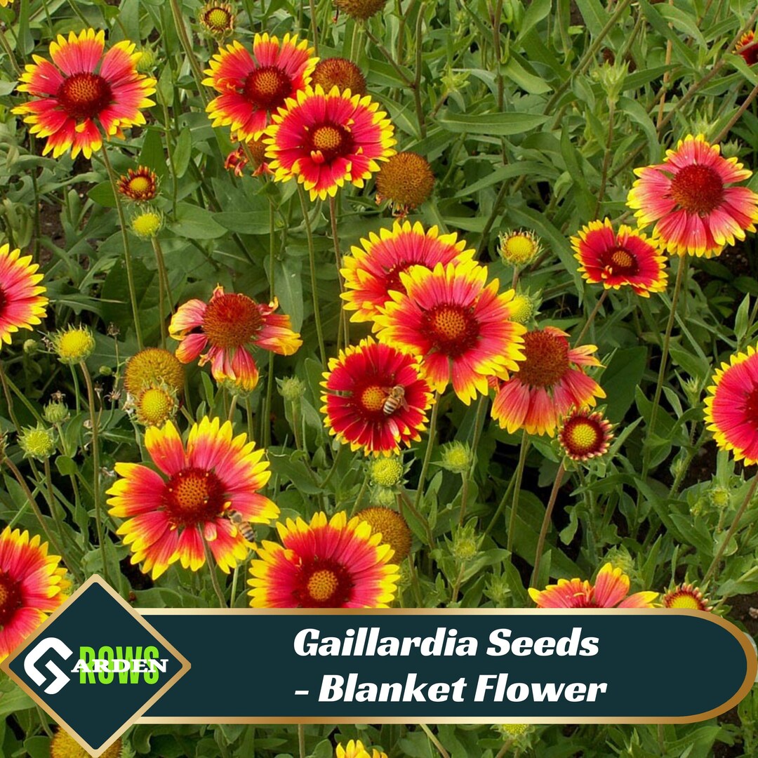 Gaillardia Seeds - Blanket Flower Seeds - Blooming Season - Attracts ...
