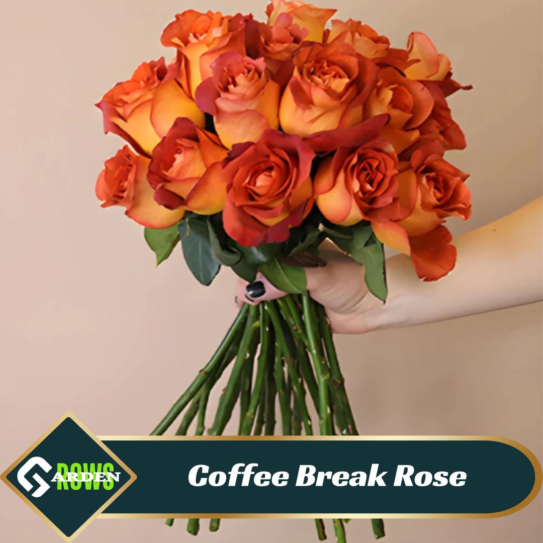 Coffee Break Rose Seeds - Perennial - Cross-pollinating -cold Resistant ...