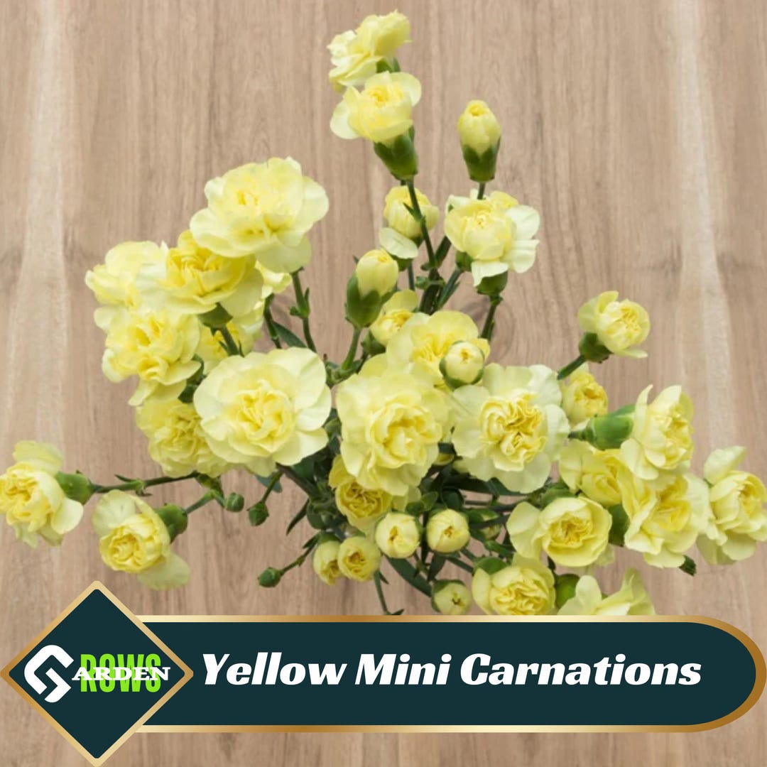 Yellow Mini Carnations - Dianthus Seeds- Authentic - Open-pollinated ...