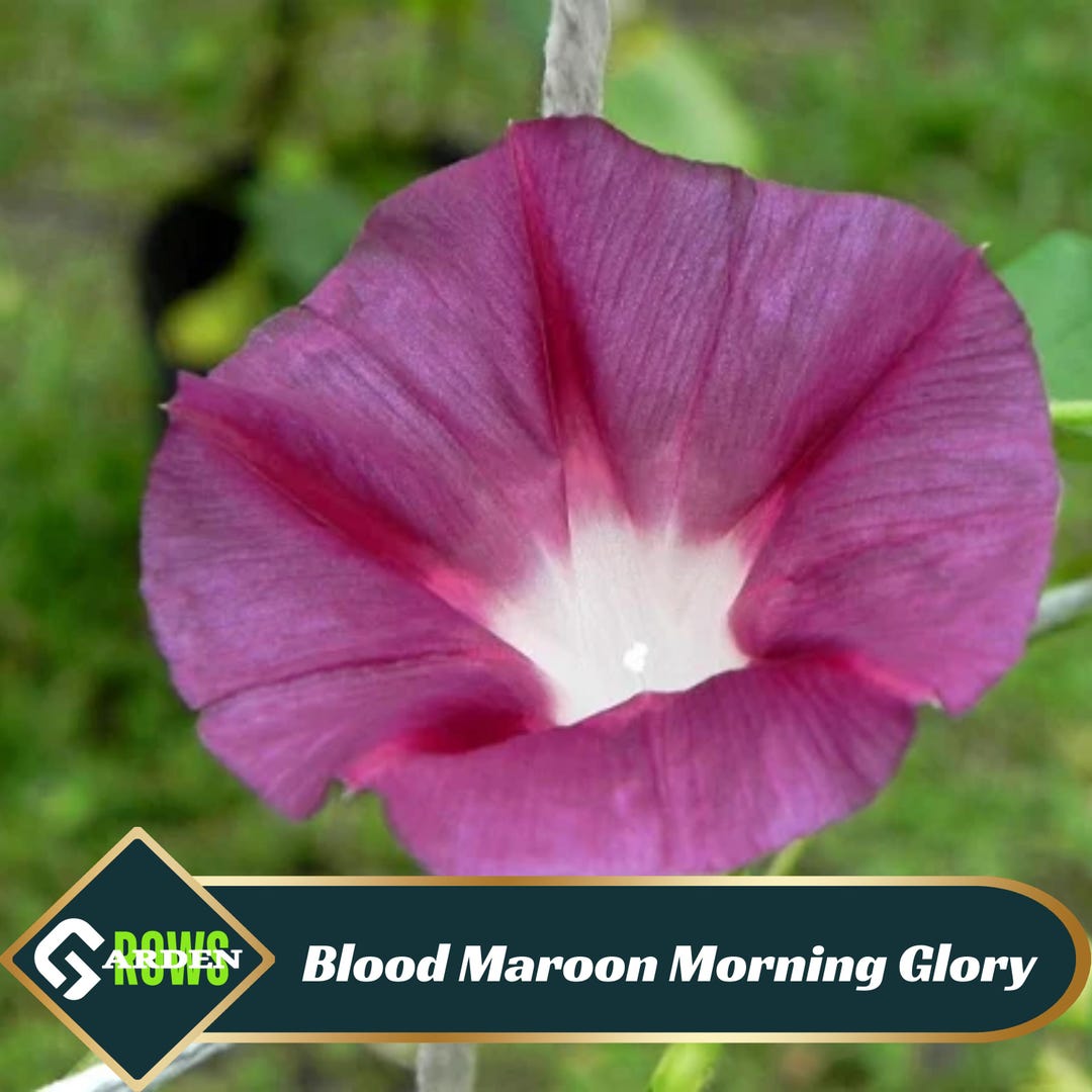 Blood Maroon Morning Glory Seeds- Perennial - Open-pollinating ...