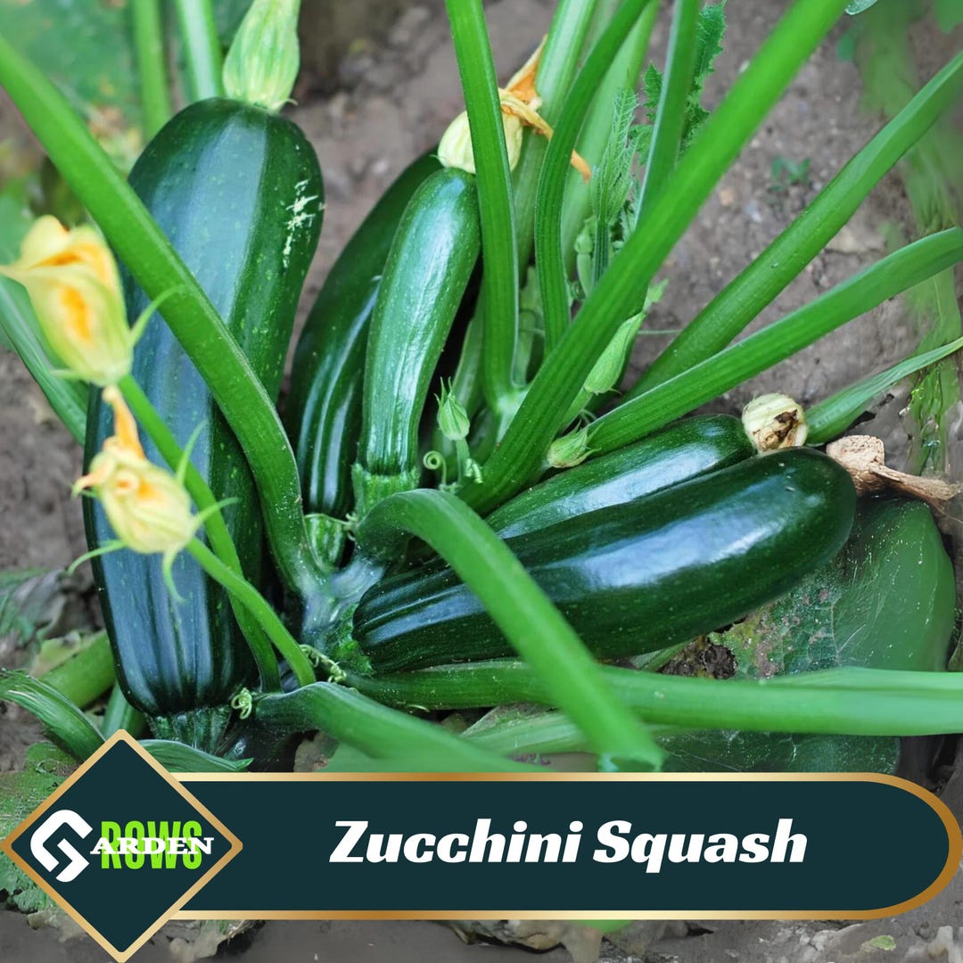 Zucchini Squash Seeds- Annual - Edible, Fast Growing, High Yield,open ...