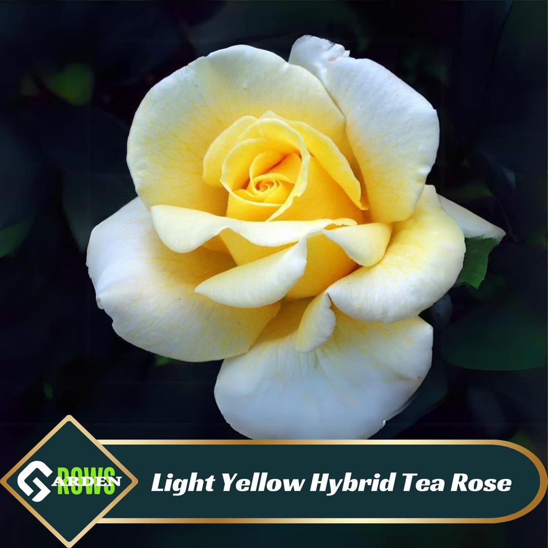 Light Yellow Hybrid Tea Rose Seeds- Perennial - Cross-pollinating ...