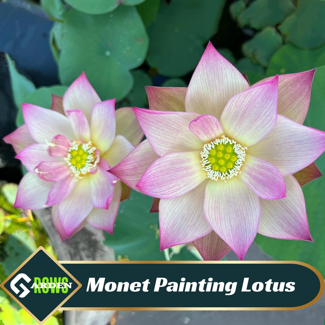 5+ Rare Seeds| Monet Painting Lotus Seeds - Indian Lotus (nelumbo ...