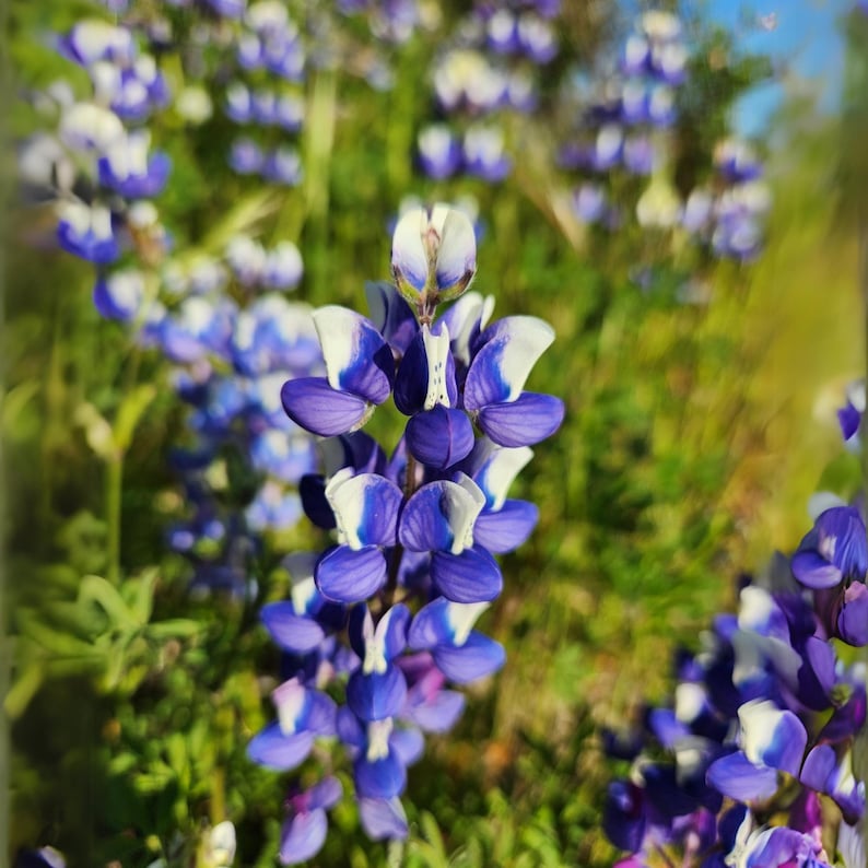 Lupinus Nanus (sky Lupine) Seeds - Fast Growing - Drought Tolerant ...