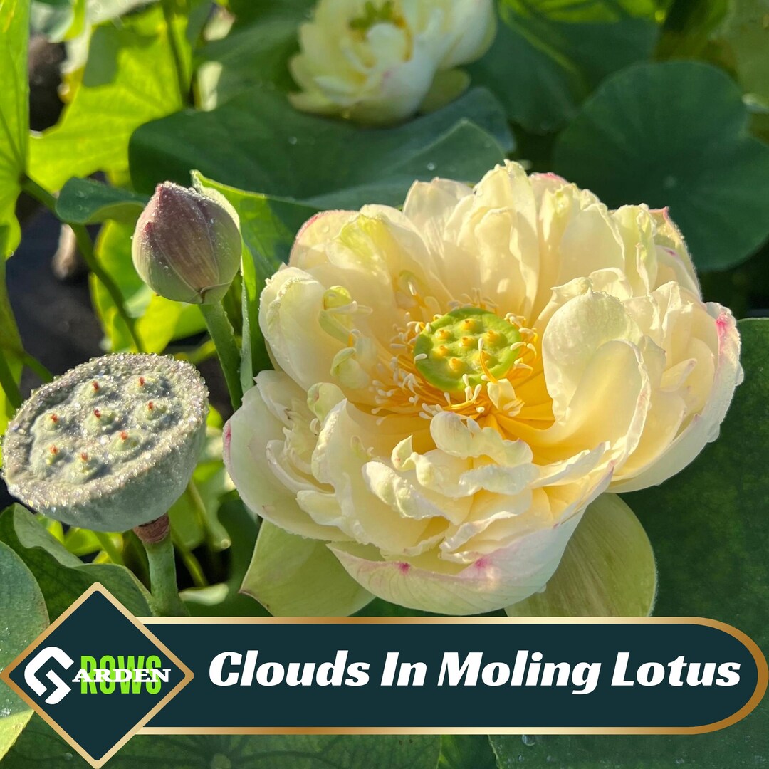 5+ Rare Seeds| Clouds in Moling Lotus Seeds - Indian Lotus (nelumbo ...
