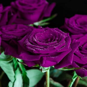 Dark Purple Rose Seeds - Perennial - Cross-pollinating - Cold Resistant ...
