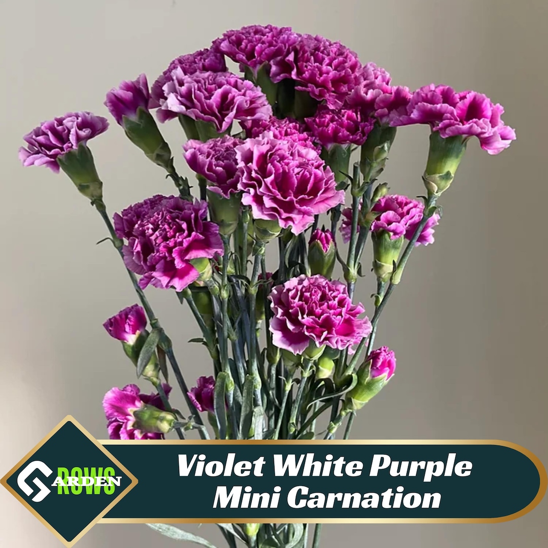 Violet White Purple Mini Carnation Seeds - Dianthus Seeds- Authentic ...