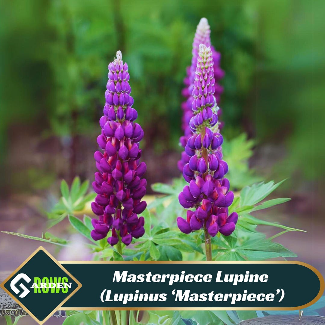 Masterpiece Lupine (lupinus ‘masterpiece’) Seeds - Drought Tolerant ...