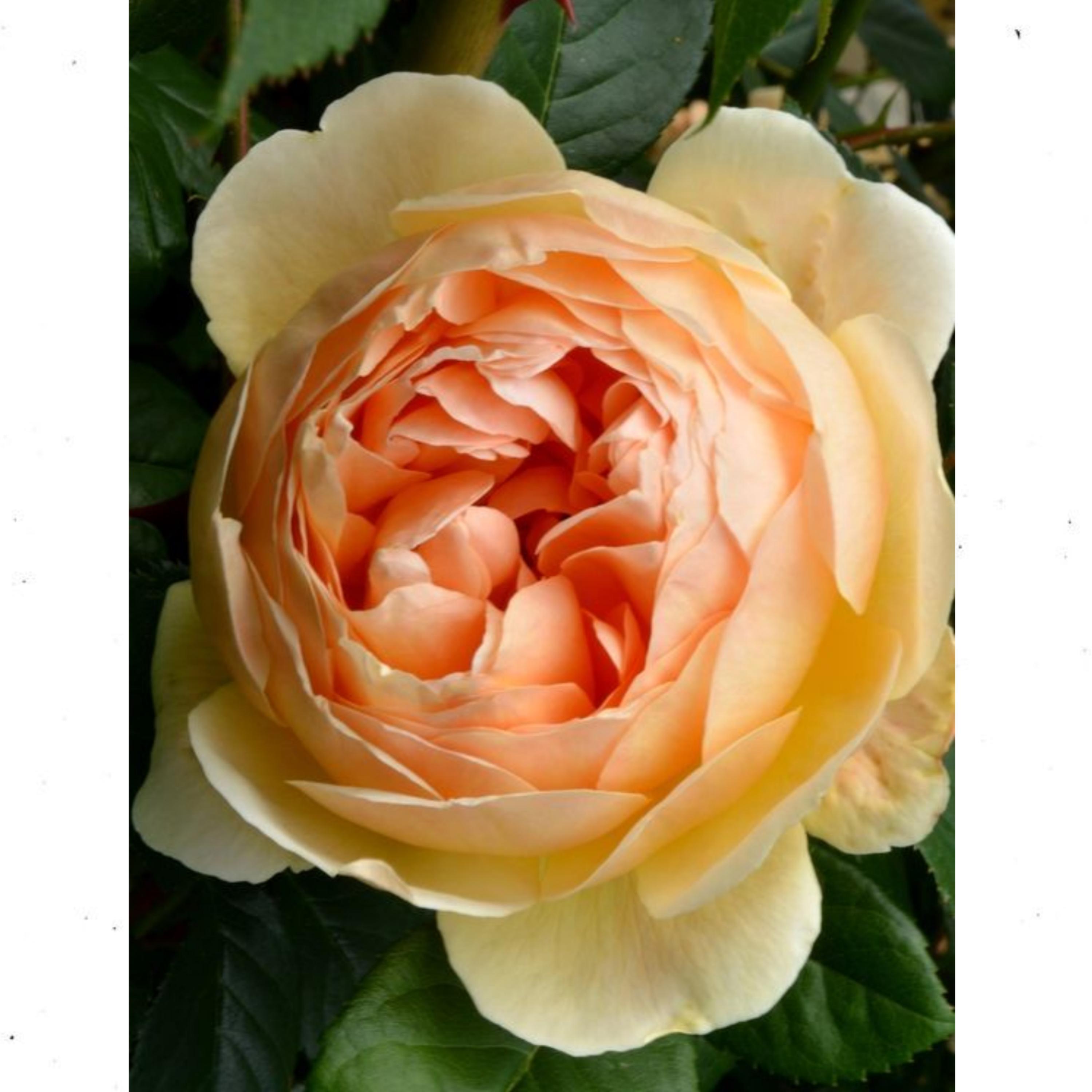 Judge the Obscure Rose Seeds - Perennial - Cross-pollinating - Cold ...