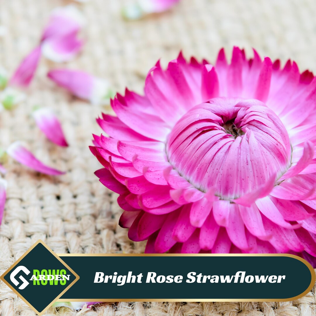 Bright Rose Strawflower Seeds - Xerochrysum - Drought Resistant - Open ...