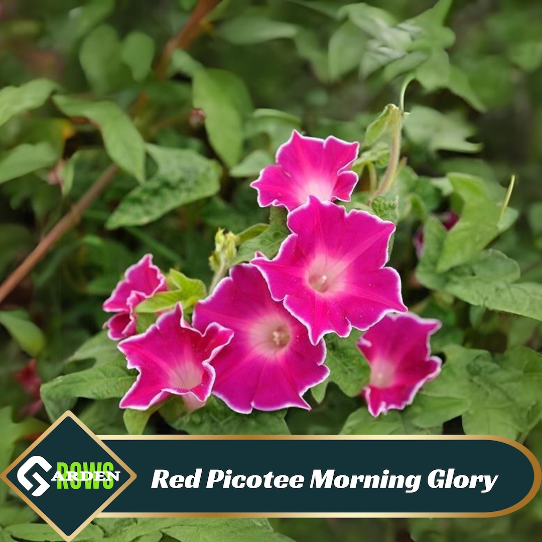 Red Picotee Morning Glory Seeds - Heirloom, Fast Growing - Etsy