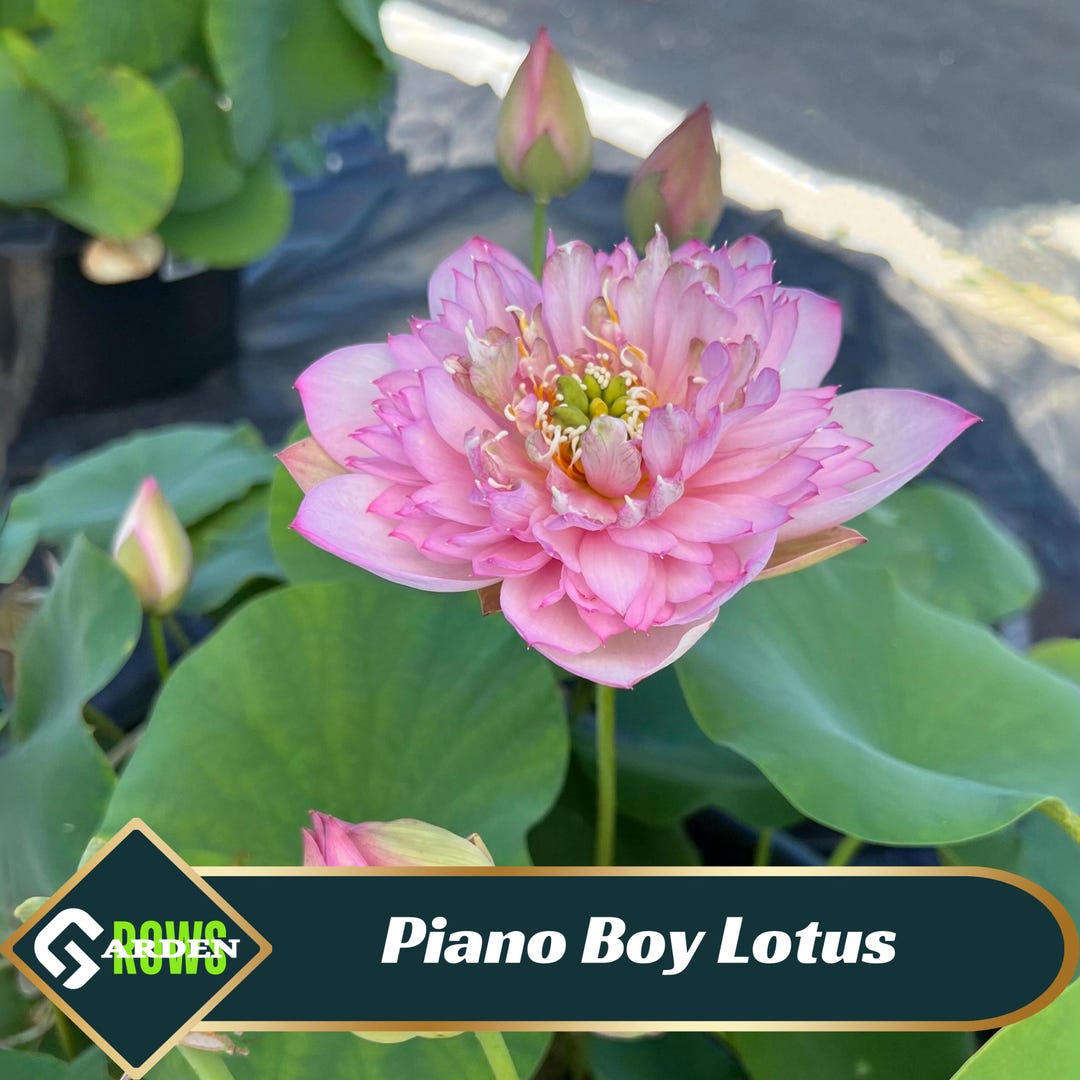5+ Rare Seeds| Piano Boy Lotus Seeds - Indian Lotus (nelumbo Nucifera ...