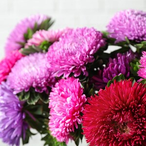Powderpuff Mix - Aster Seeds - Showy Blooms - Soft Yellow Flowers ...