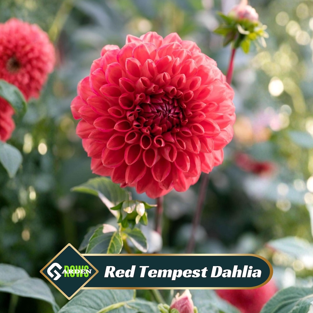 Red Tempest Dahlia Seeds -fast Growing - Open-pollinating -heirloom ...