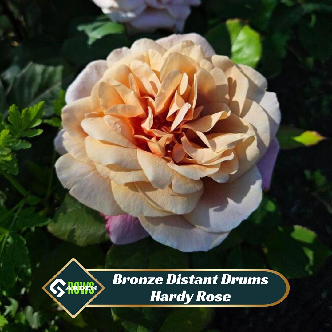 Bronze Distant Drums Hardy Rose Seeds - Perennial - Cross-pollinating ...