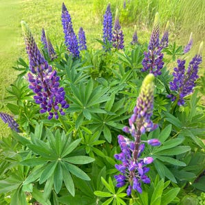 Lupinus Latifolius (broadleaf Lupine) Seeds - Fast Growing,drought ...
