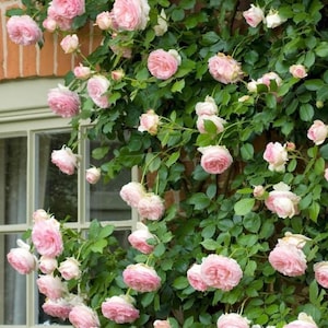 White Pink Eden Climbing Rose Seeds- Perennial - Cross-pollinating ...