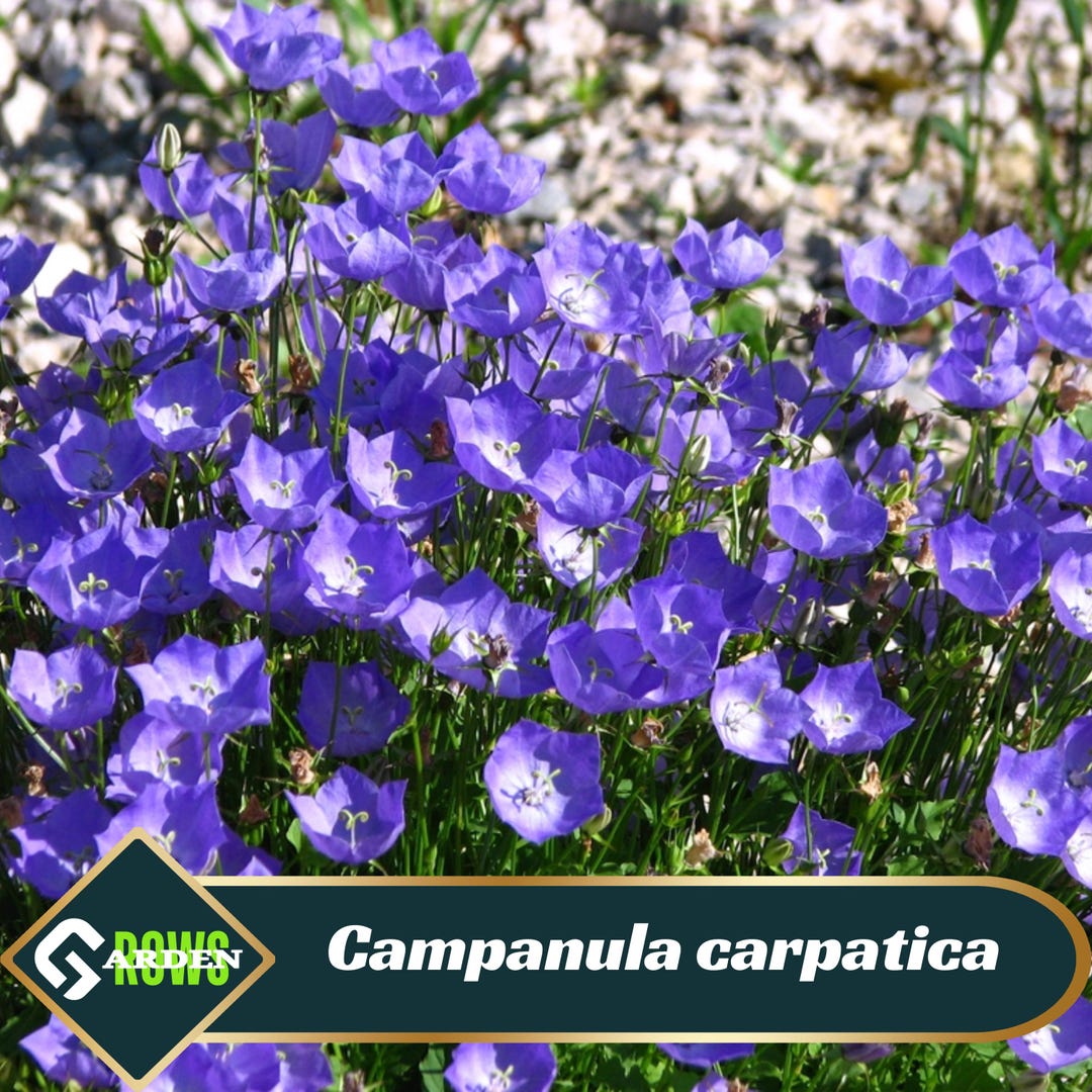 Campanula Carpatica Seeds - Compact Growth,long Blooming Season ...
