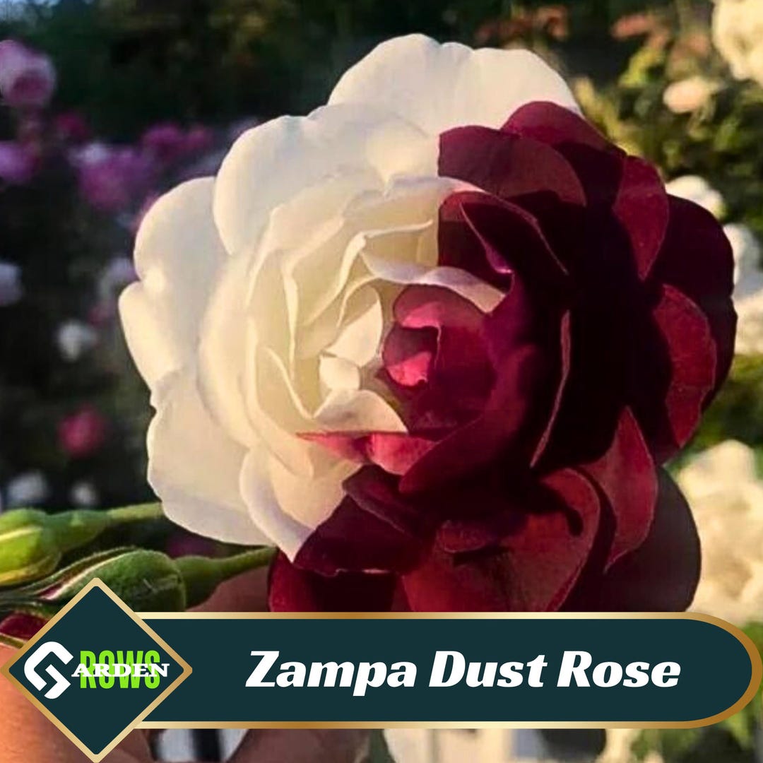Zampa Dust Rose Seeds - Perennial - Cross-pollinating -cold Resistant ...