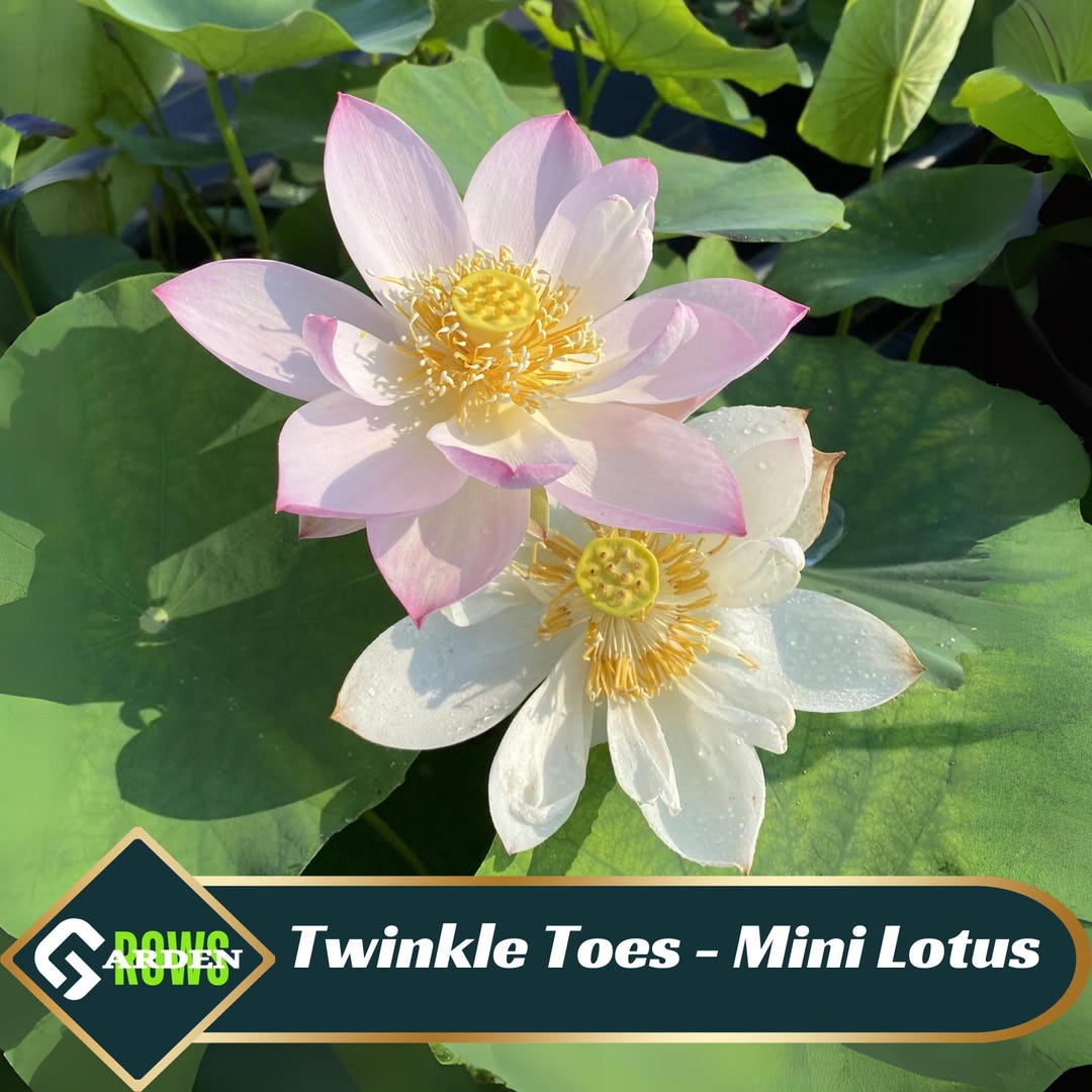 5+ Rare Seeds| Twinkle Toes Lotus -MINI LOTUS Seeds - Indian Lotus ...