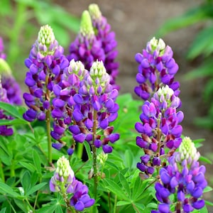 Lupinus Latifolius (broadleaf Lupine) Seeds - Fast Growing,drought ...