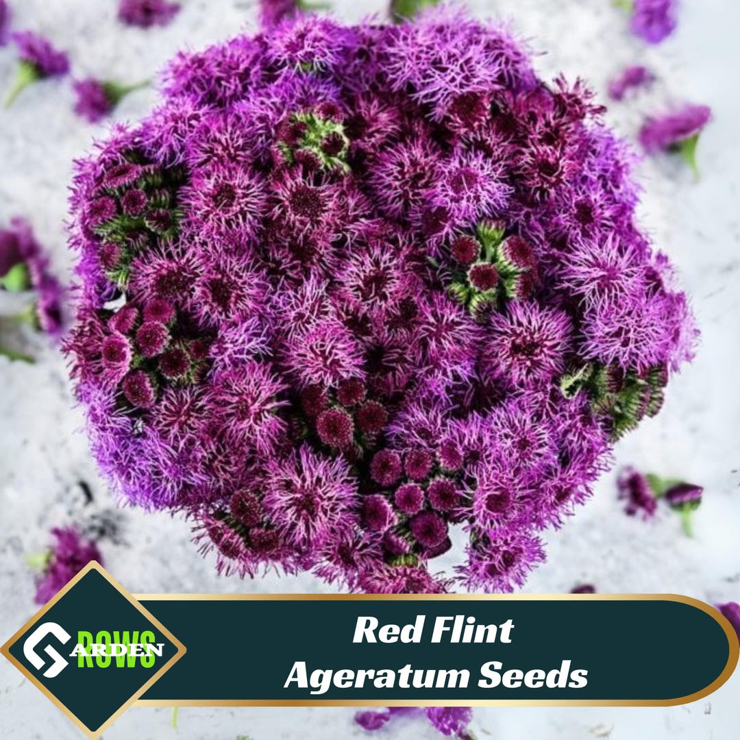 Red Flint Ageratum Seeds - Potted - Fast Growing -attracts Pollinators ...